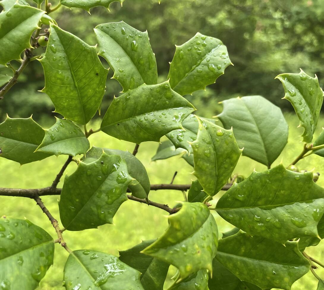 American Holly | CMP Tree Selection Tool